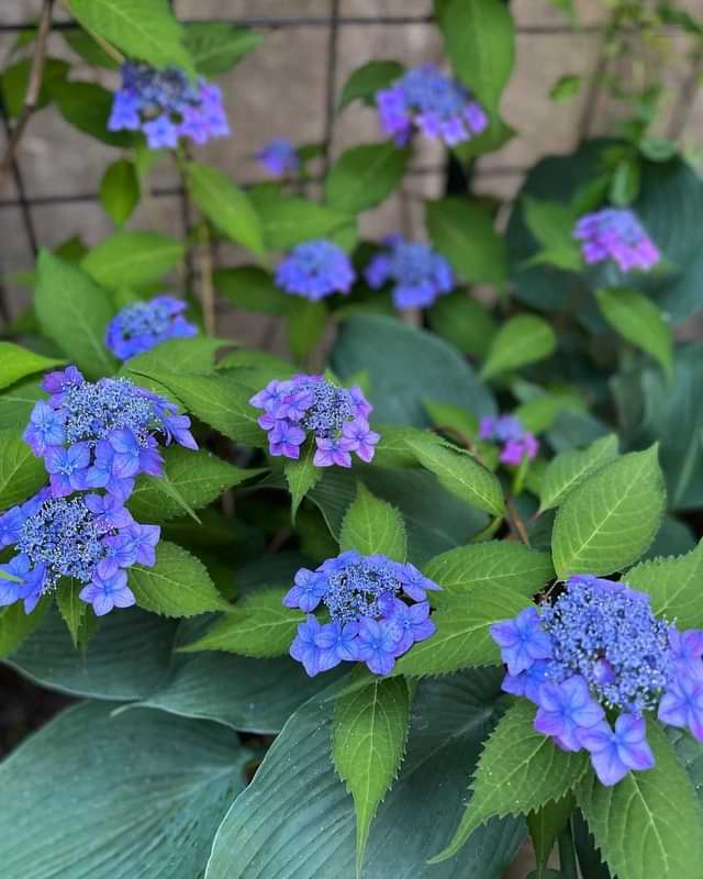 Ajisai, the Japanese Hydrangea | Nature in Japan | Onigiro's blog