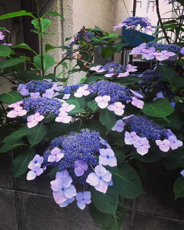 Ajisai, the Japanese Hydrangea | Nature in Japan | Onigiro's blog