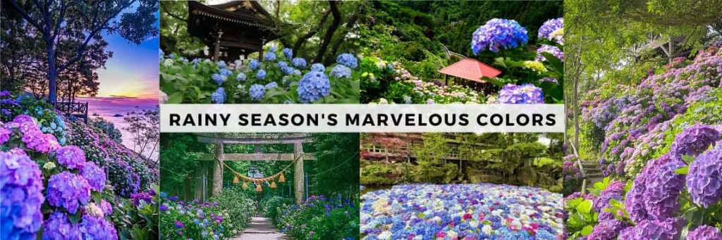 Ajisai, the Japanese Hydrangea | Nature in Japan | Onigiro's blog